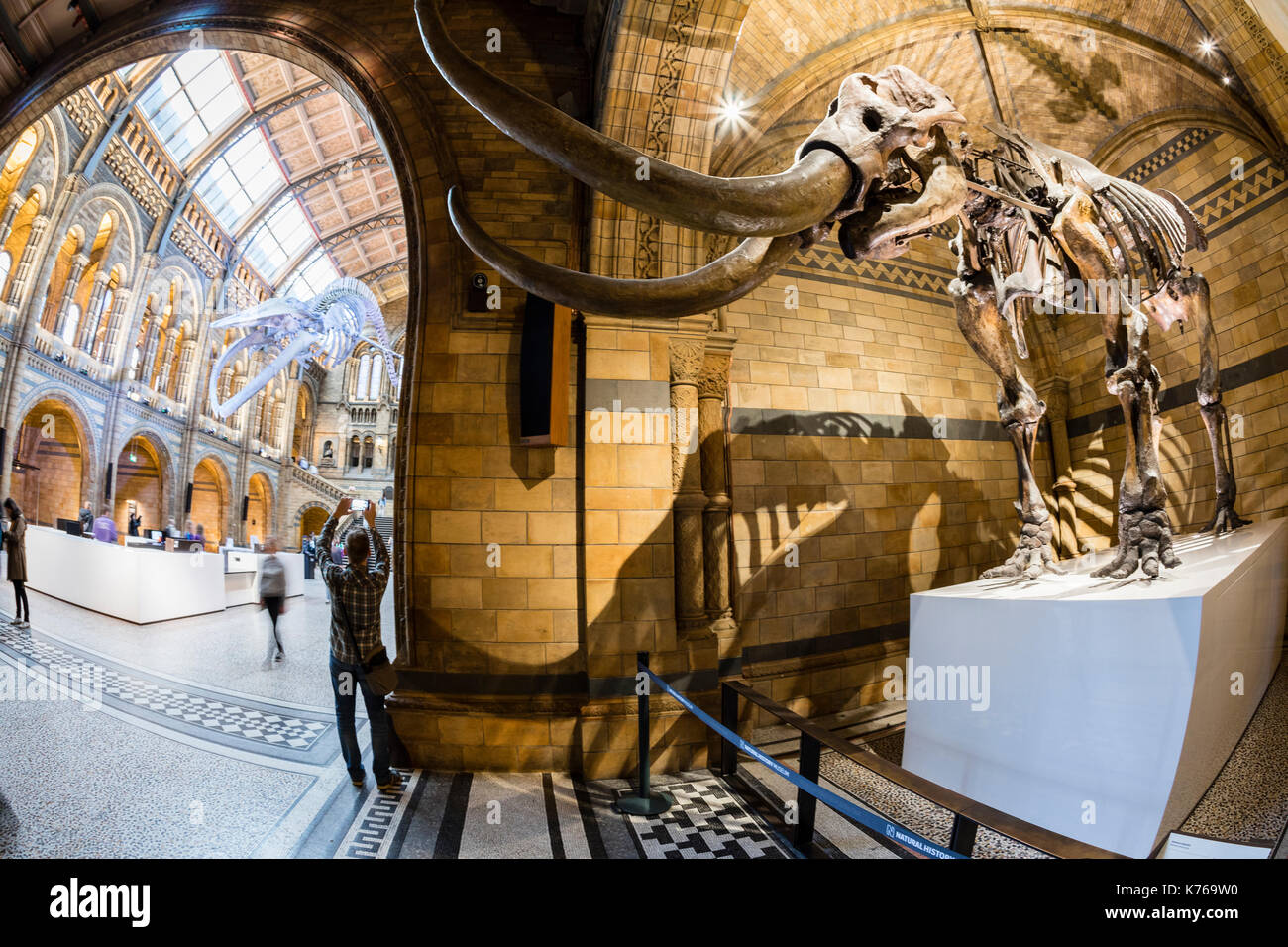 Blue whale skeleton hanging in the hall at the natural history museum ...