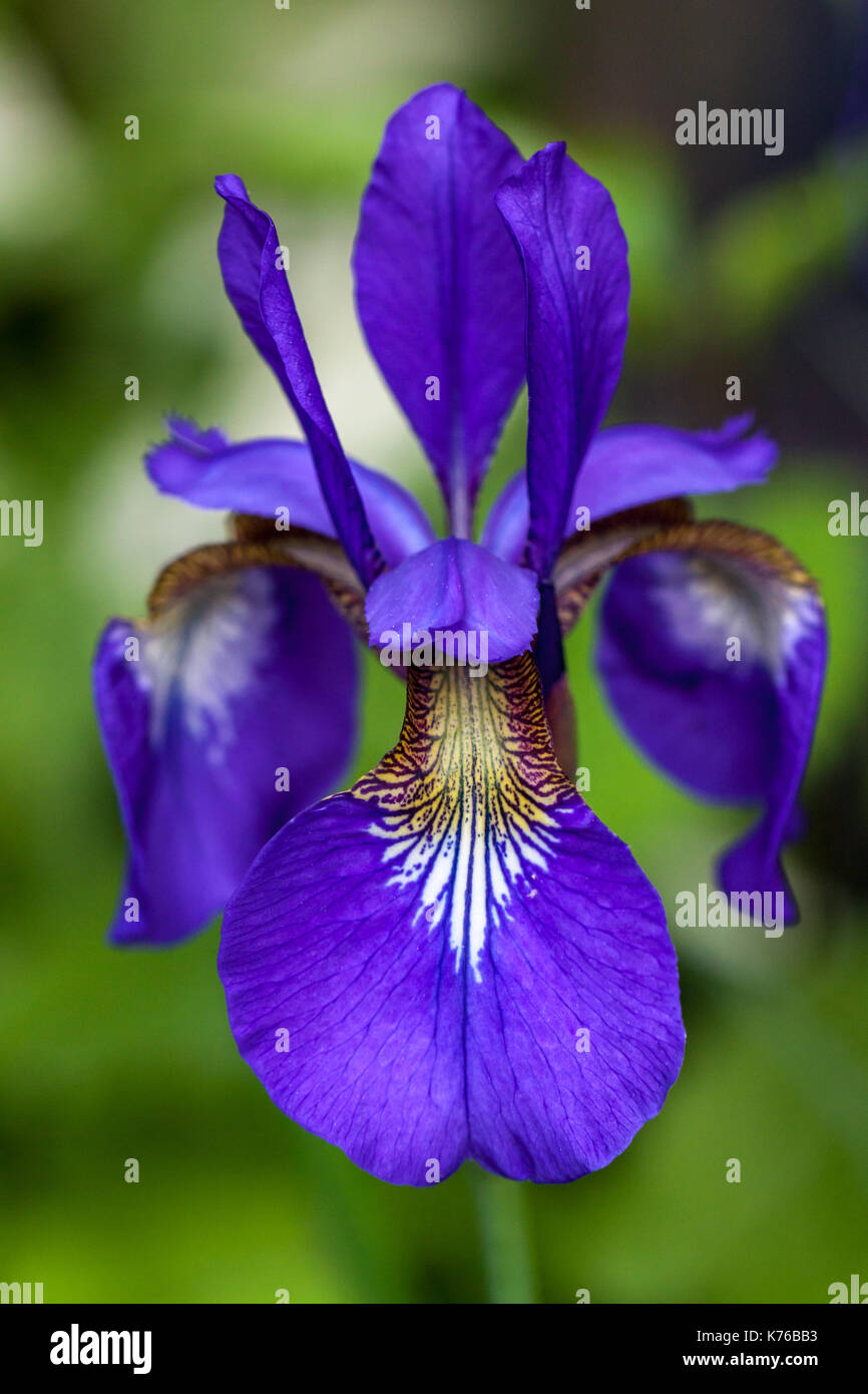 Iris flower, green background, upper part of the flower Stock Photo - Alamy