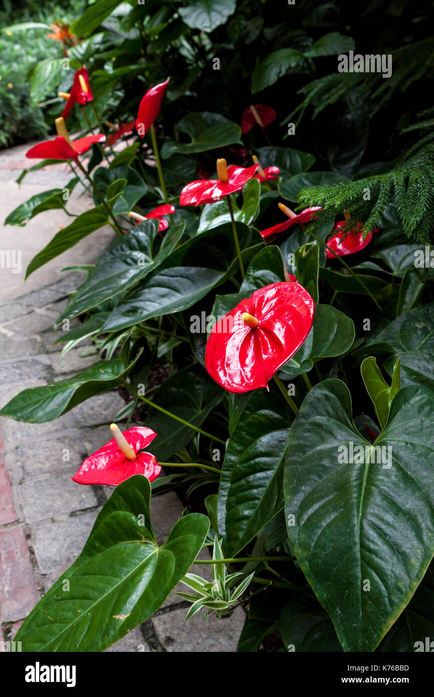 Flamingo flowers hi-res stock photography and images - Alamy