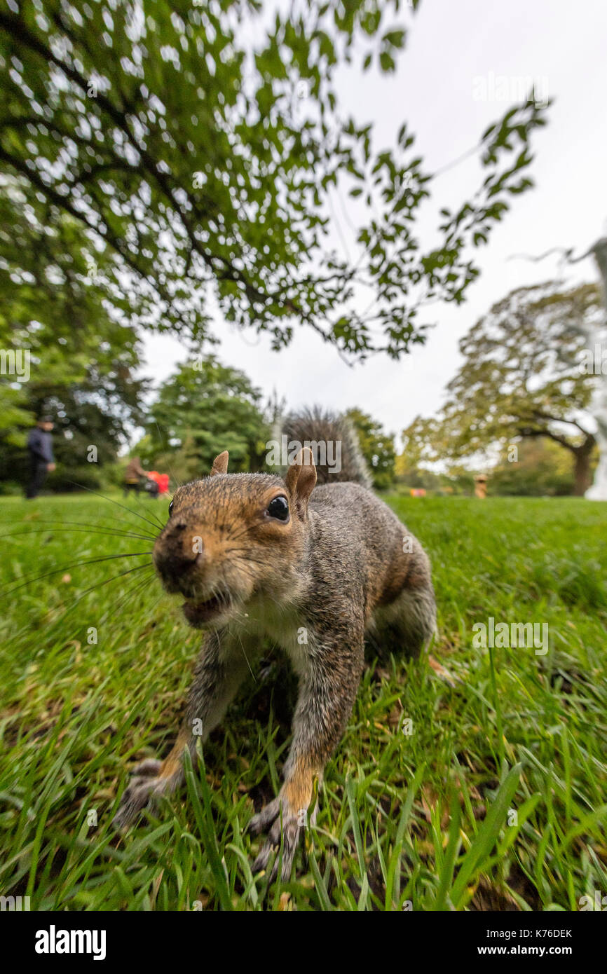 Grey squirrel in Regent's Park, London Stock Photo - Alamy
