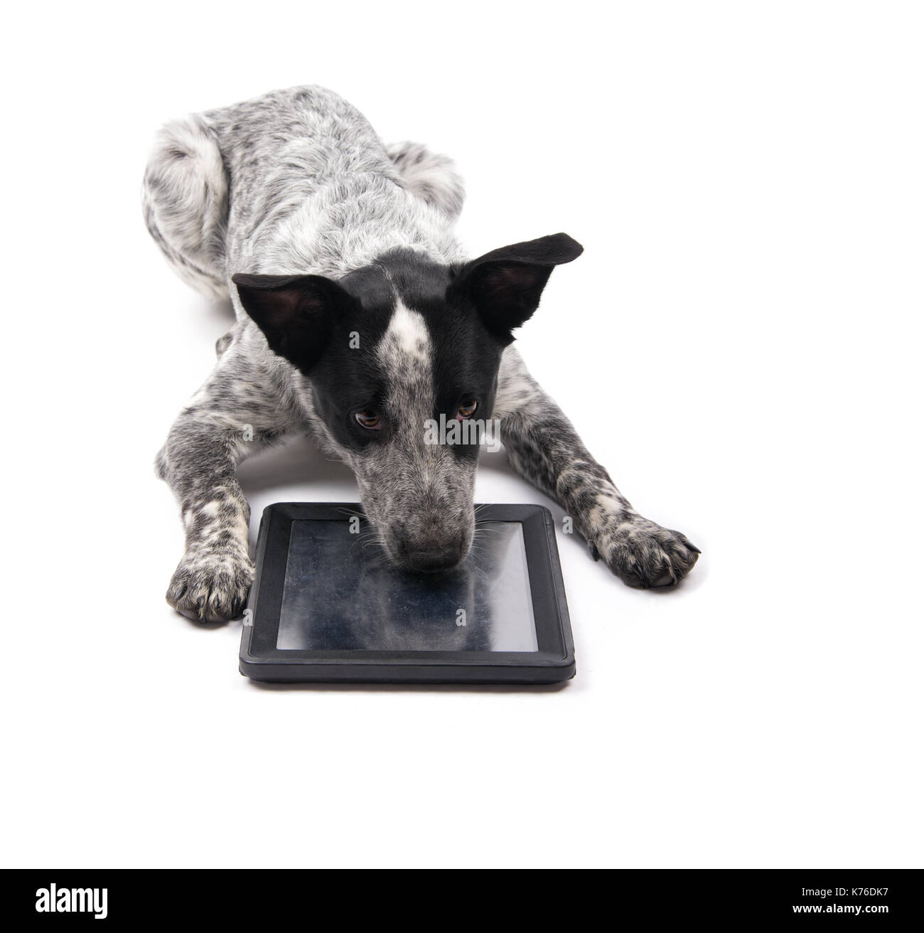 Spotted dog hi-res stock photography and images - Alamy