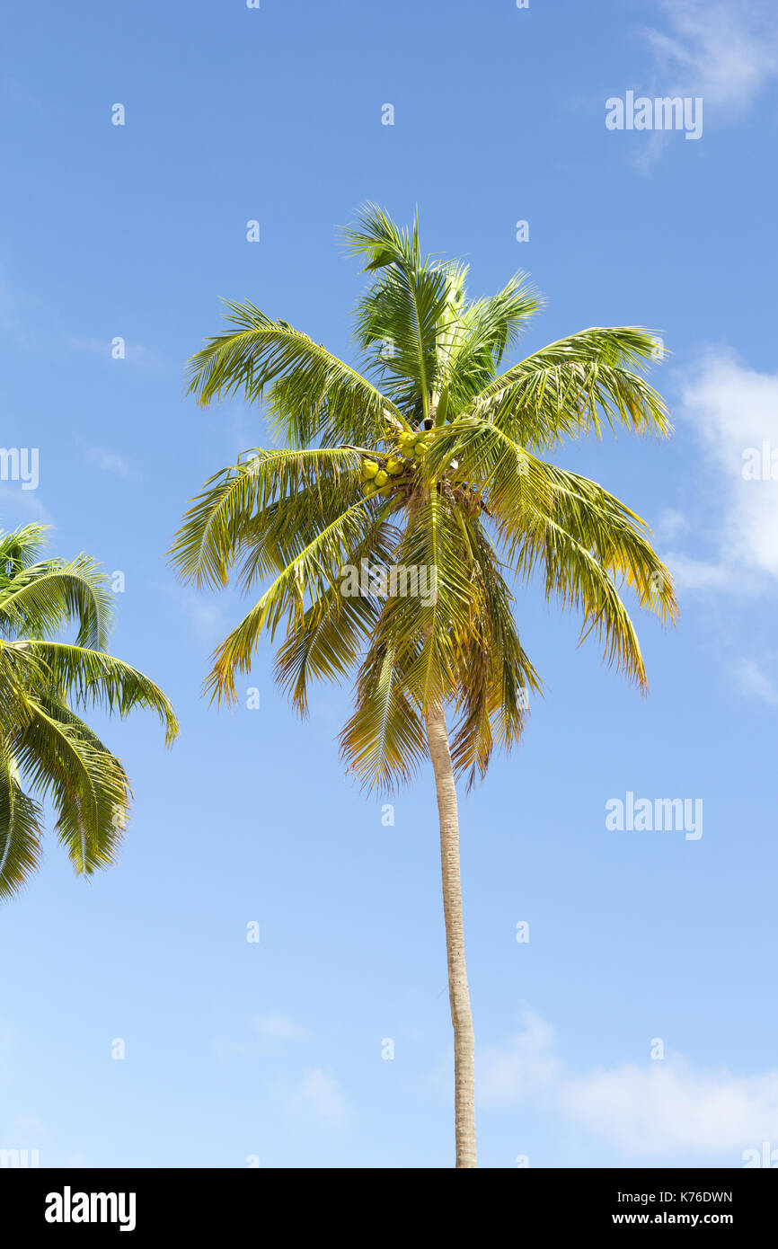 Single Coconut Tree Wallpaper