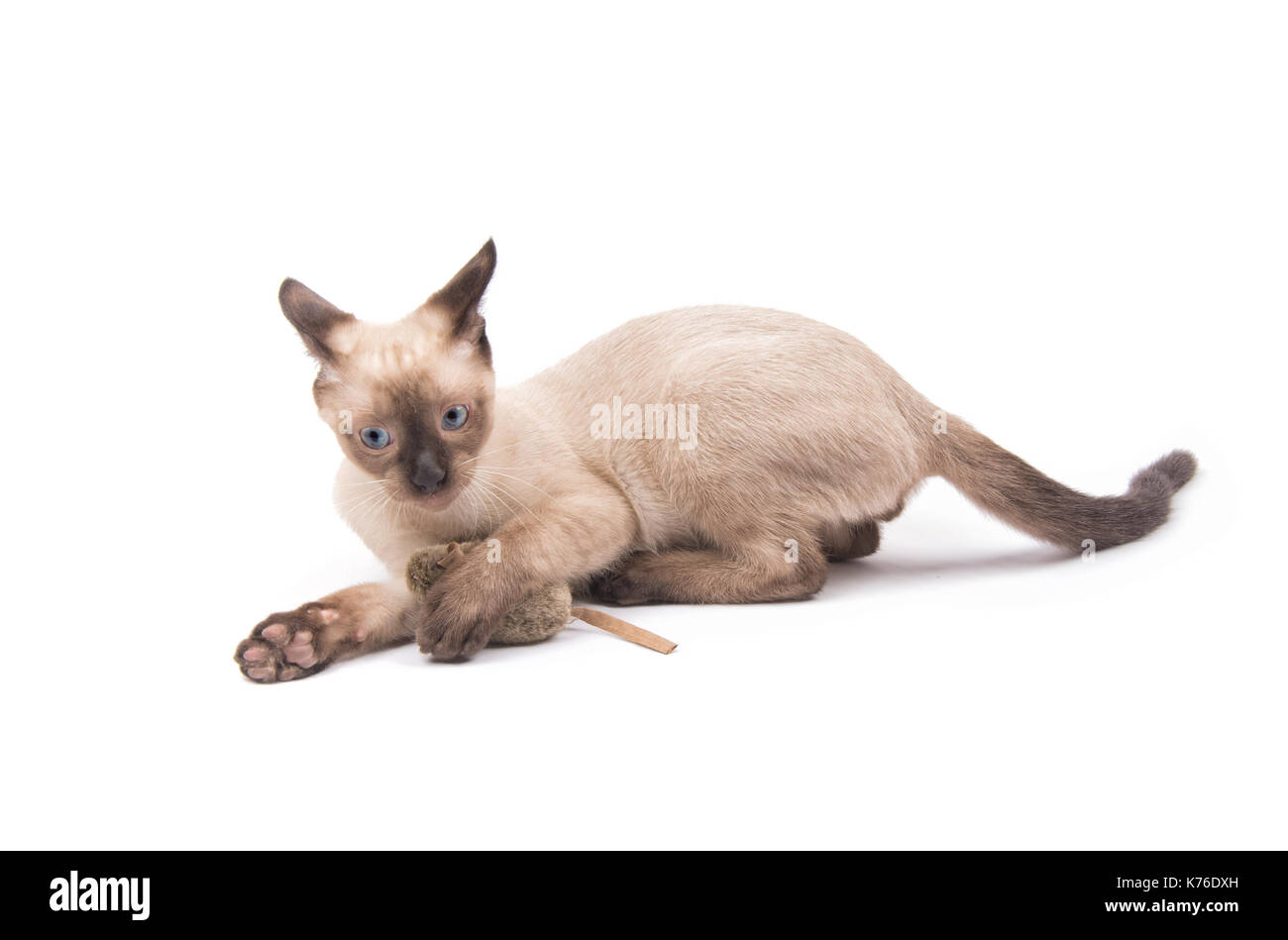 Wild kitty Cut Out Stock Images & Pictures - Alamy