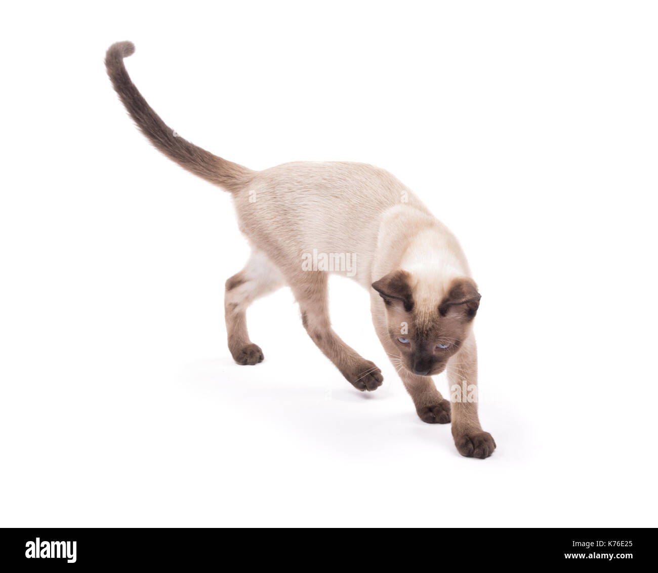 Cute baby siamese cat hi-res stock photography and images - Alamy