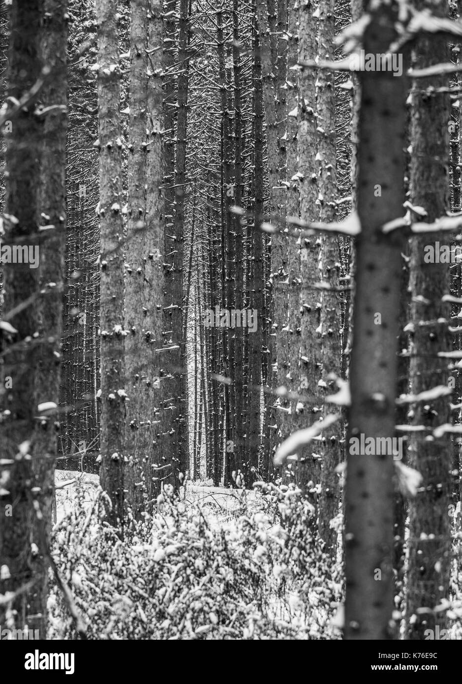 All those trees Stock Photo - Alamy