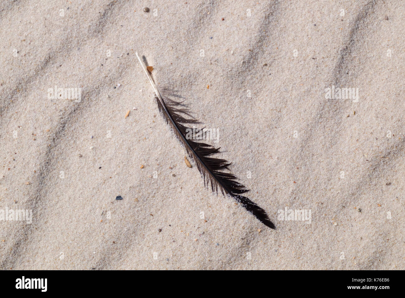 Seagull feather in the sand on the beach at Gulf Shores, Alabama Stock ...