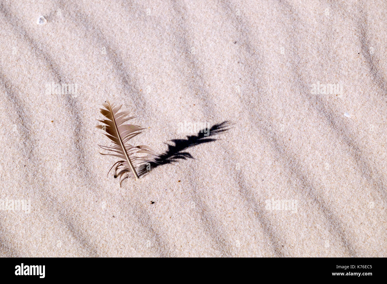 Seagull life cycle hi-res stock photography and images - Alamy
