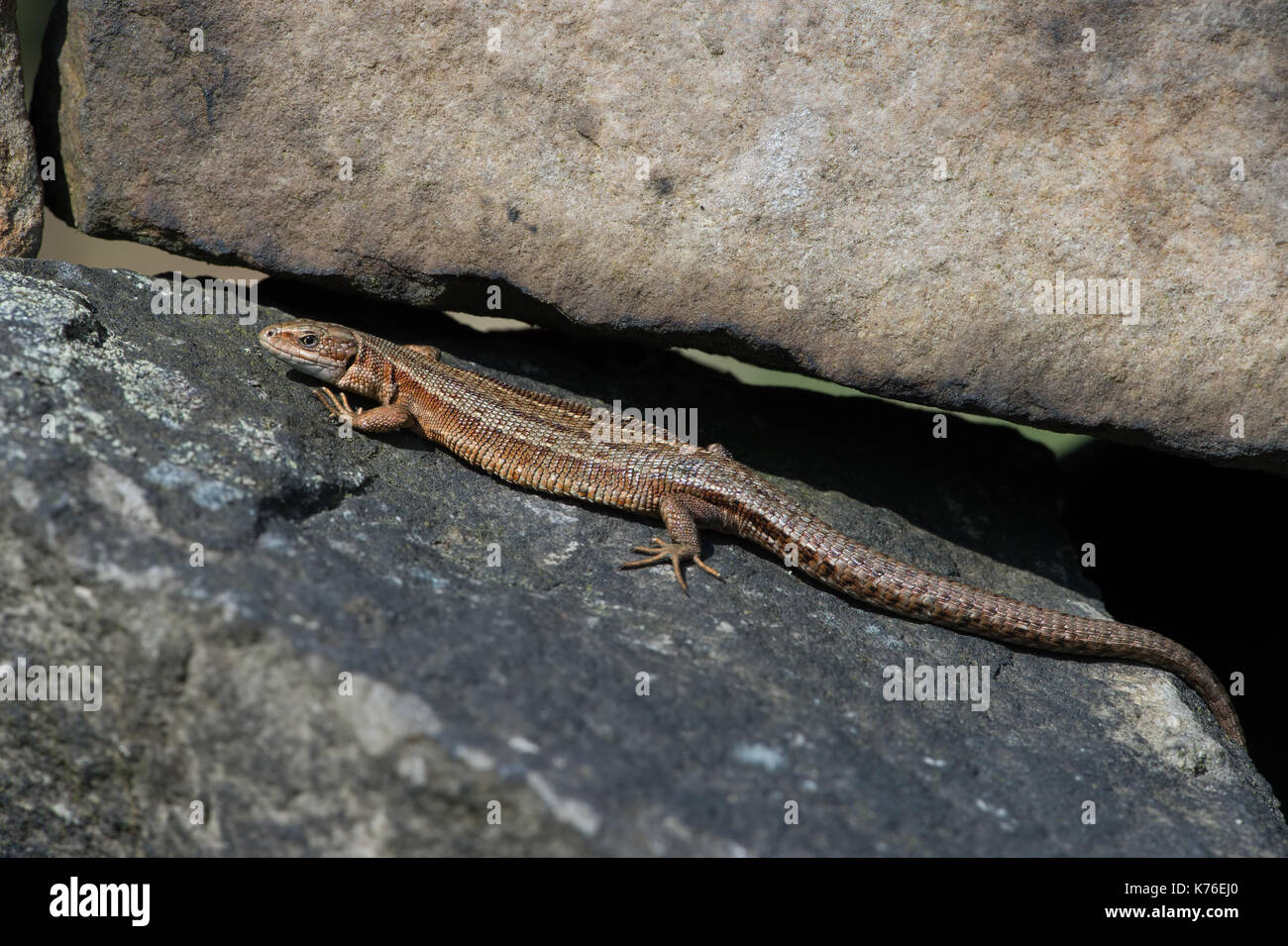 Common Lizard (Zootoca vivipara Stock Photo - Alamy
