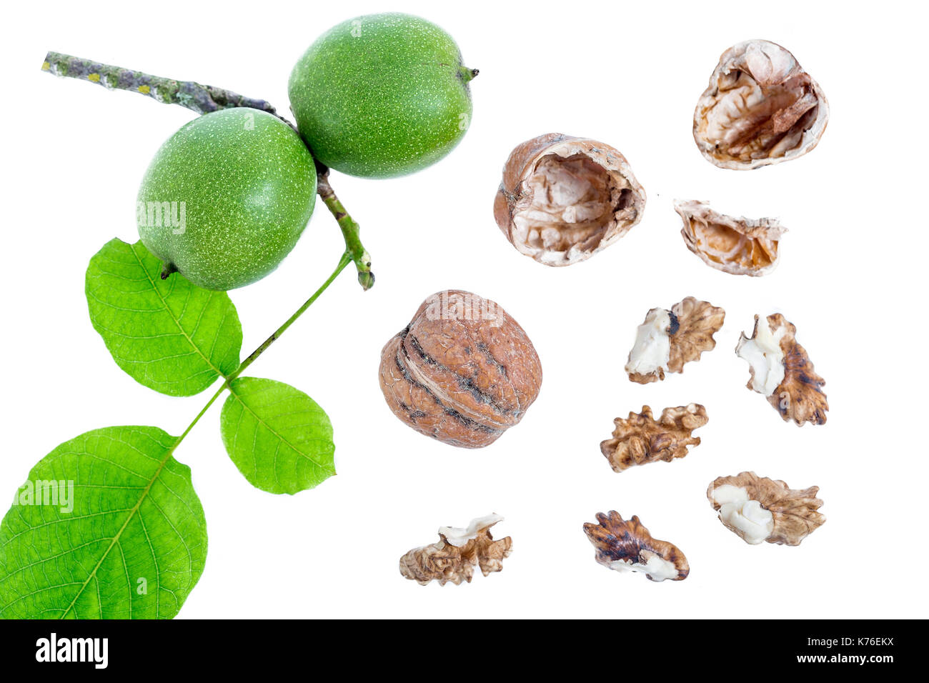 Seed dried pod husk hi-res stock photography and images - Alamy