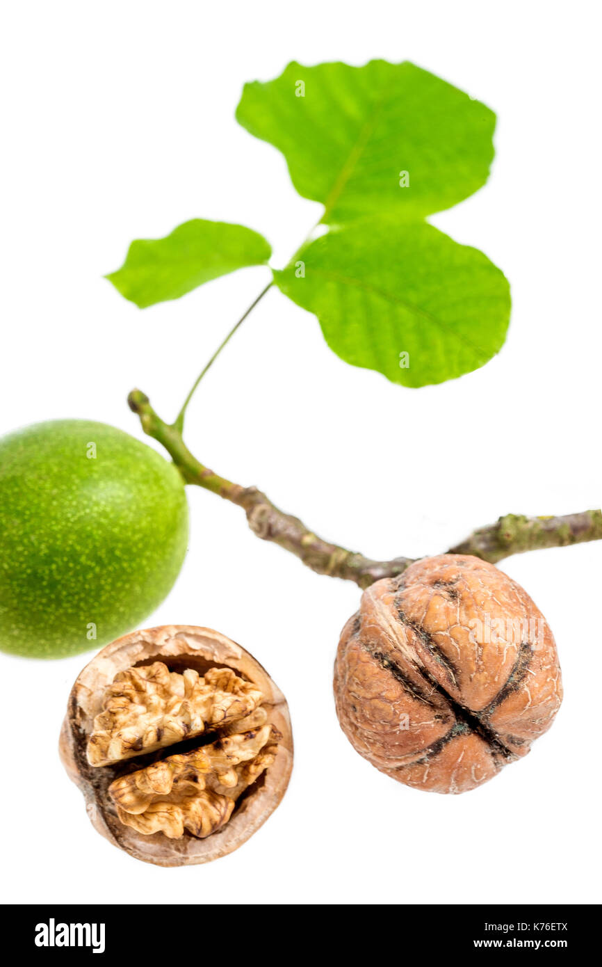 Seed dried pod husk hi-res stock photography and images - Alamy