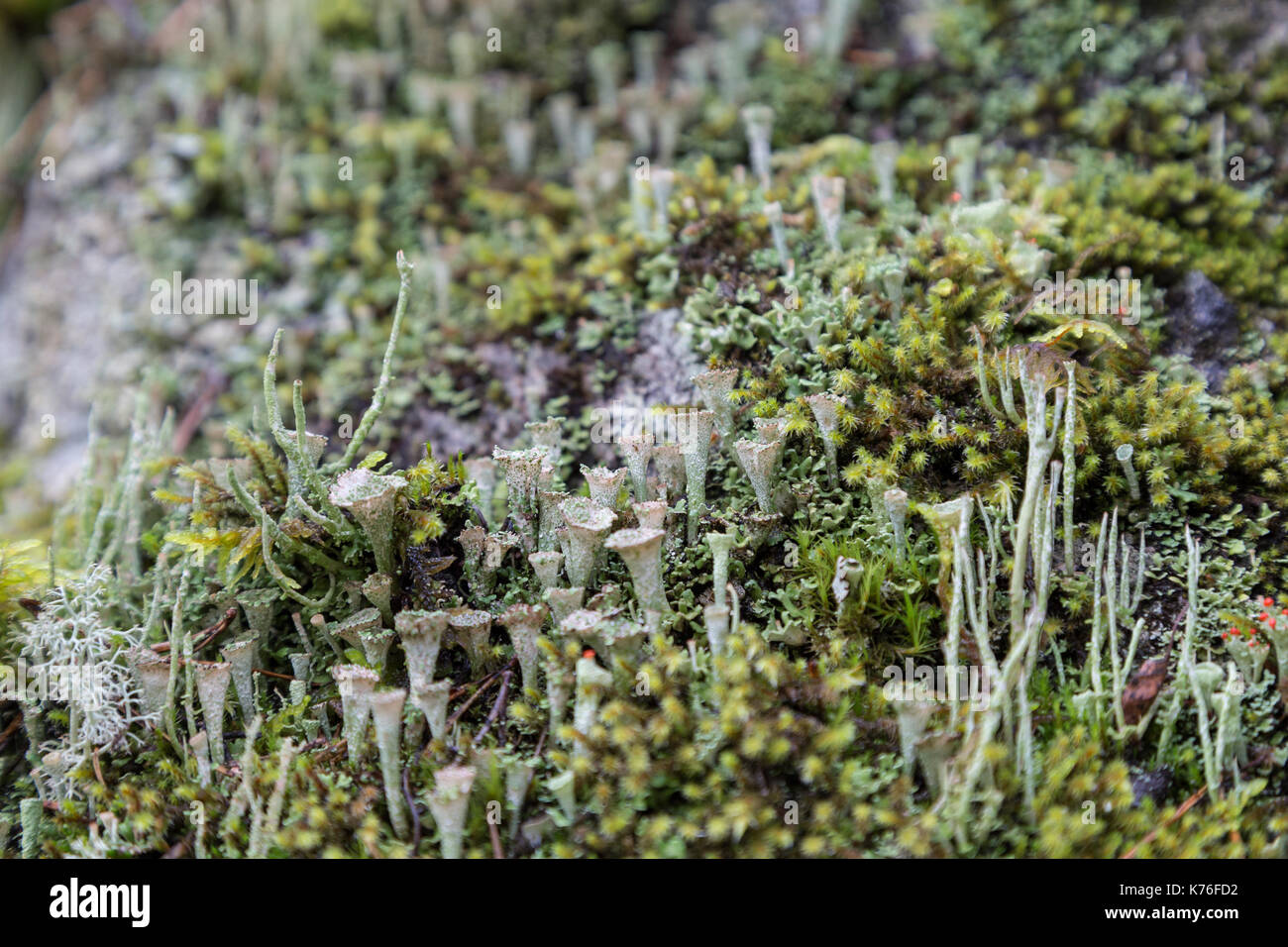 Close Up Lichen High Resolution Stock Photography and Images - Alamy