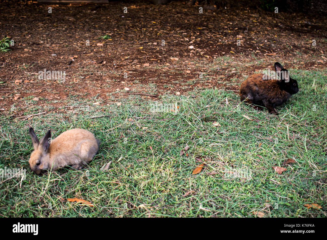 Lokrum island rabbits, Dubrovnik, Croatia Stock Photo - Alamy