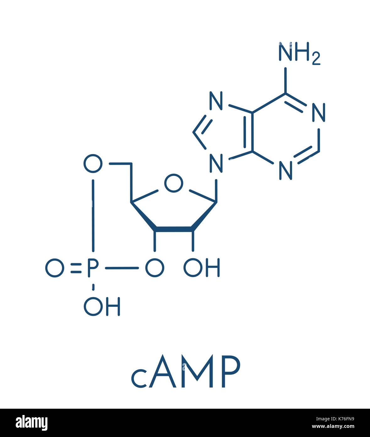 Cyclic adenosine monophosphate (cAMP) second messenger molecule. Plays ... Cyclic adenosine monophosphate (cAMP) second messenger molecule. Plays ...