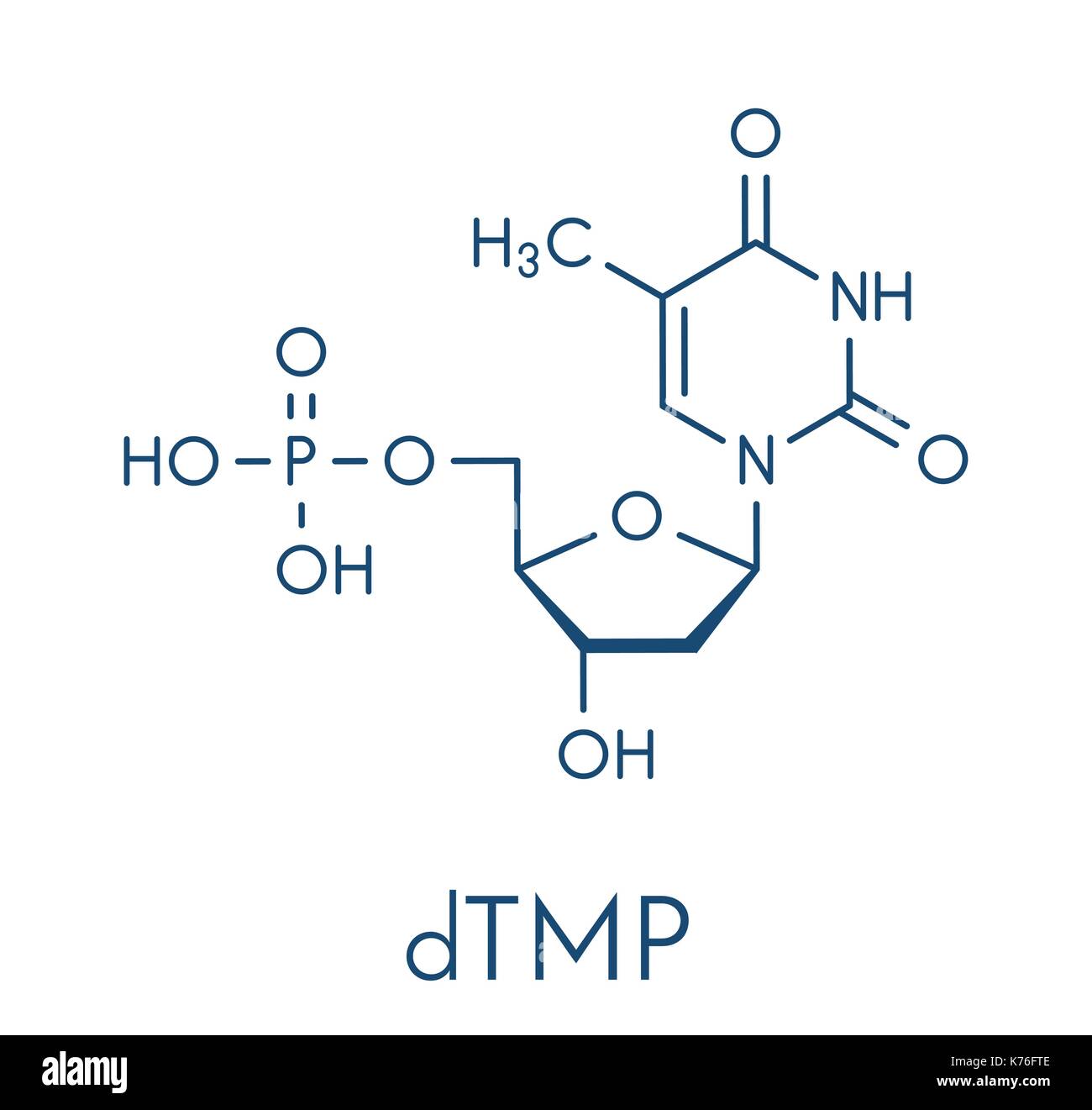 Thymidine monophosphate (TMP, thymidylate) nucleotide molecule. DNA ...