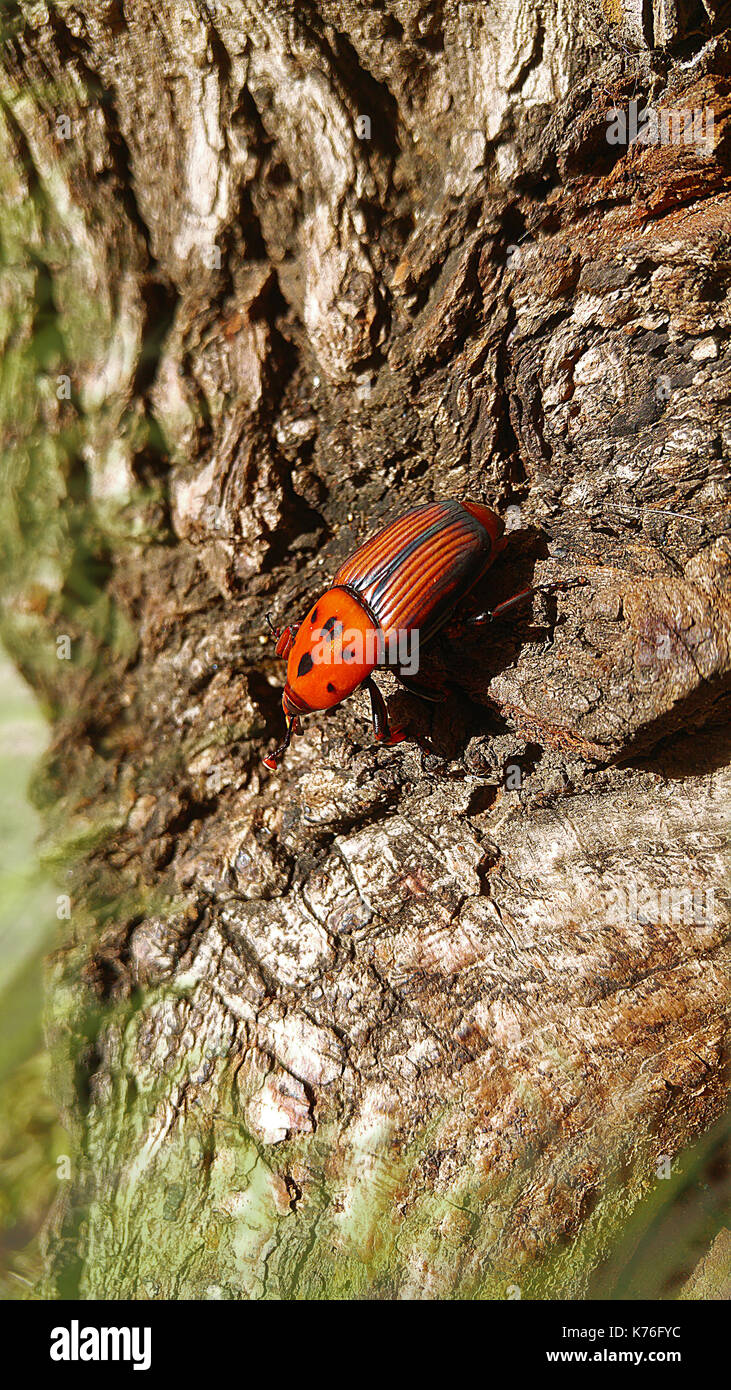 Horned giant palm weevil on a trunk. Empty copy space for Editor's text ...