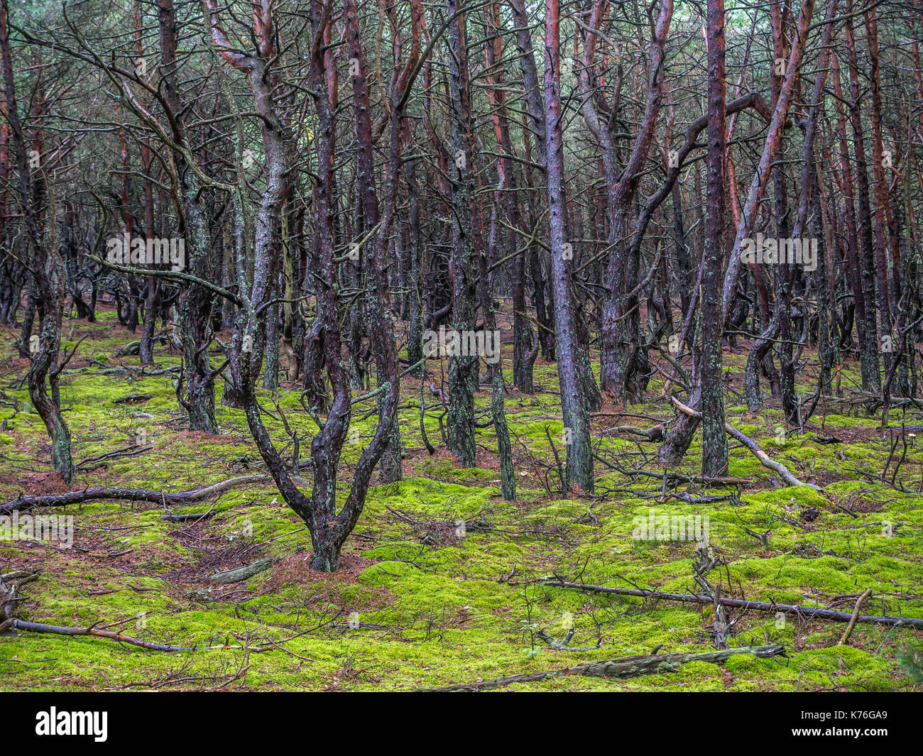 Old pine forest, part of the Slowinski National Park located on Polish ...