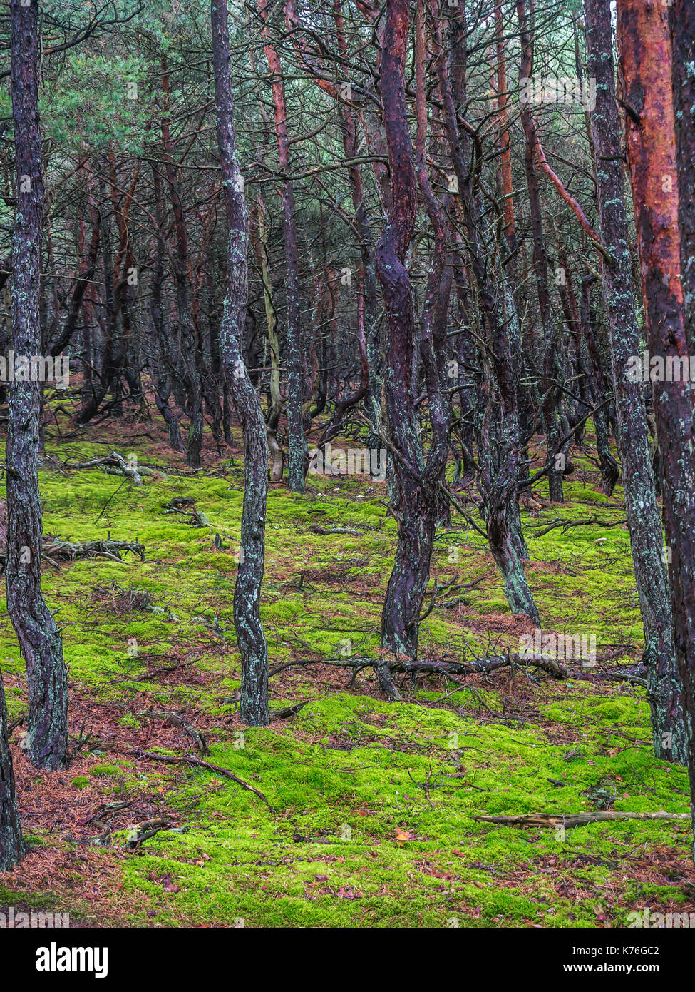 Old pine forest, part of the Slowinski National Park located on Polish ...
