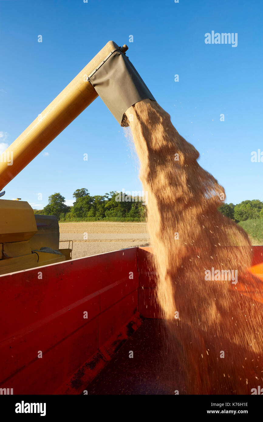 Combine Harvester Discharging Grain into a Trailer UK Stock Photo - Alamy