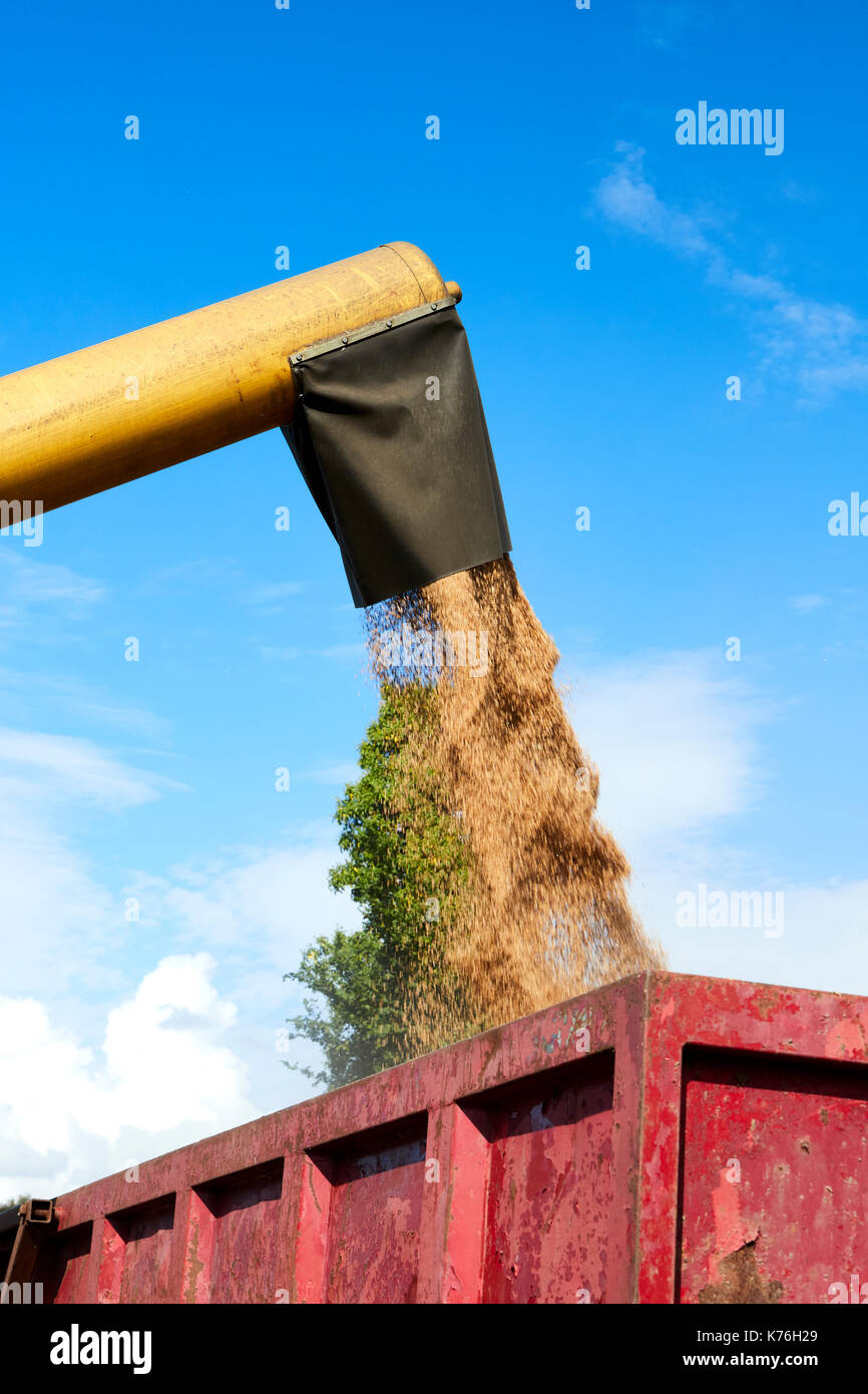 Combine Harvester Discharging Grain into a Trailer UK Stock Photo - Alamy