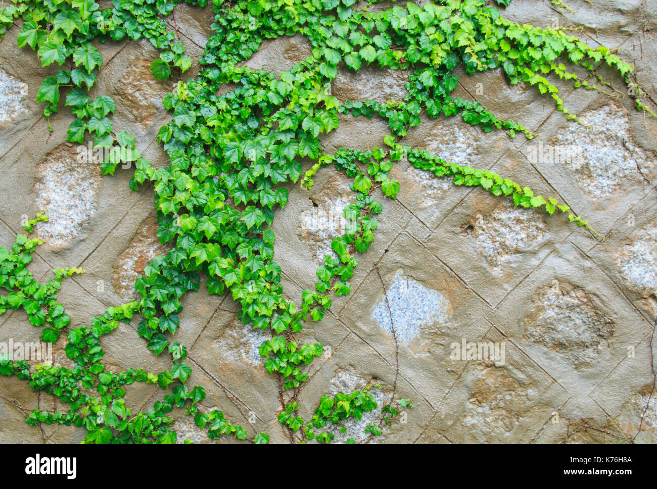 Boston vine hi-res stock photography and images - Alamy