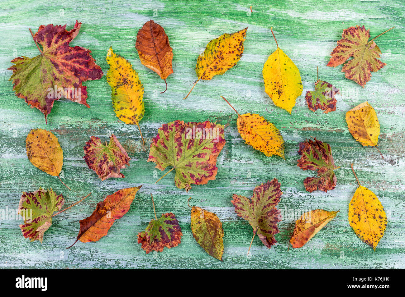 Scattered autumn leaves hi-res stock photography and images - Alamy