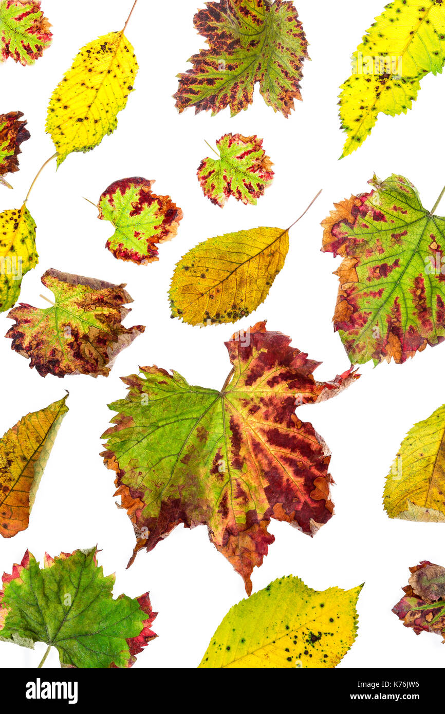Multicolored scattered leaves. Colorful autumn leaves collection ...