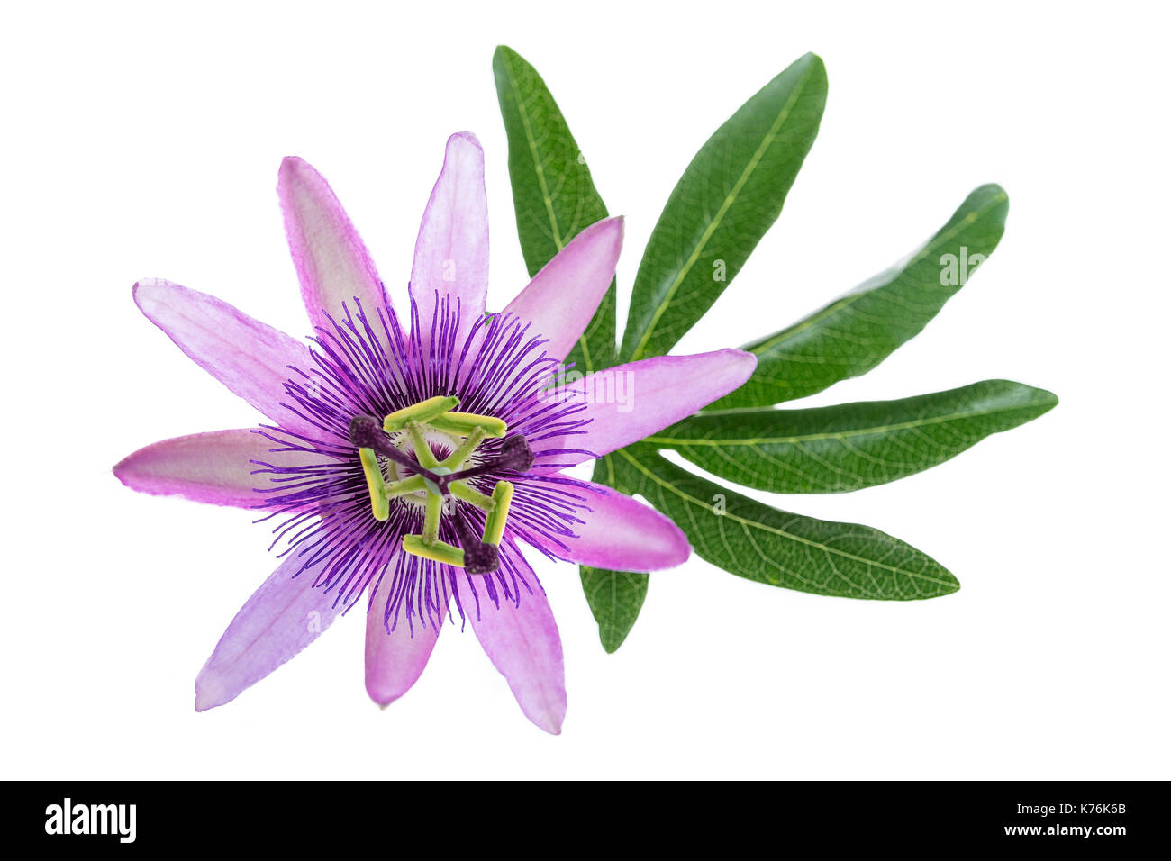 passion flower with leaf isolated on white Stock Photo - Alamy