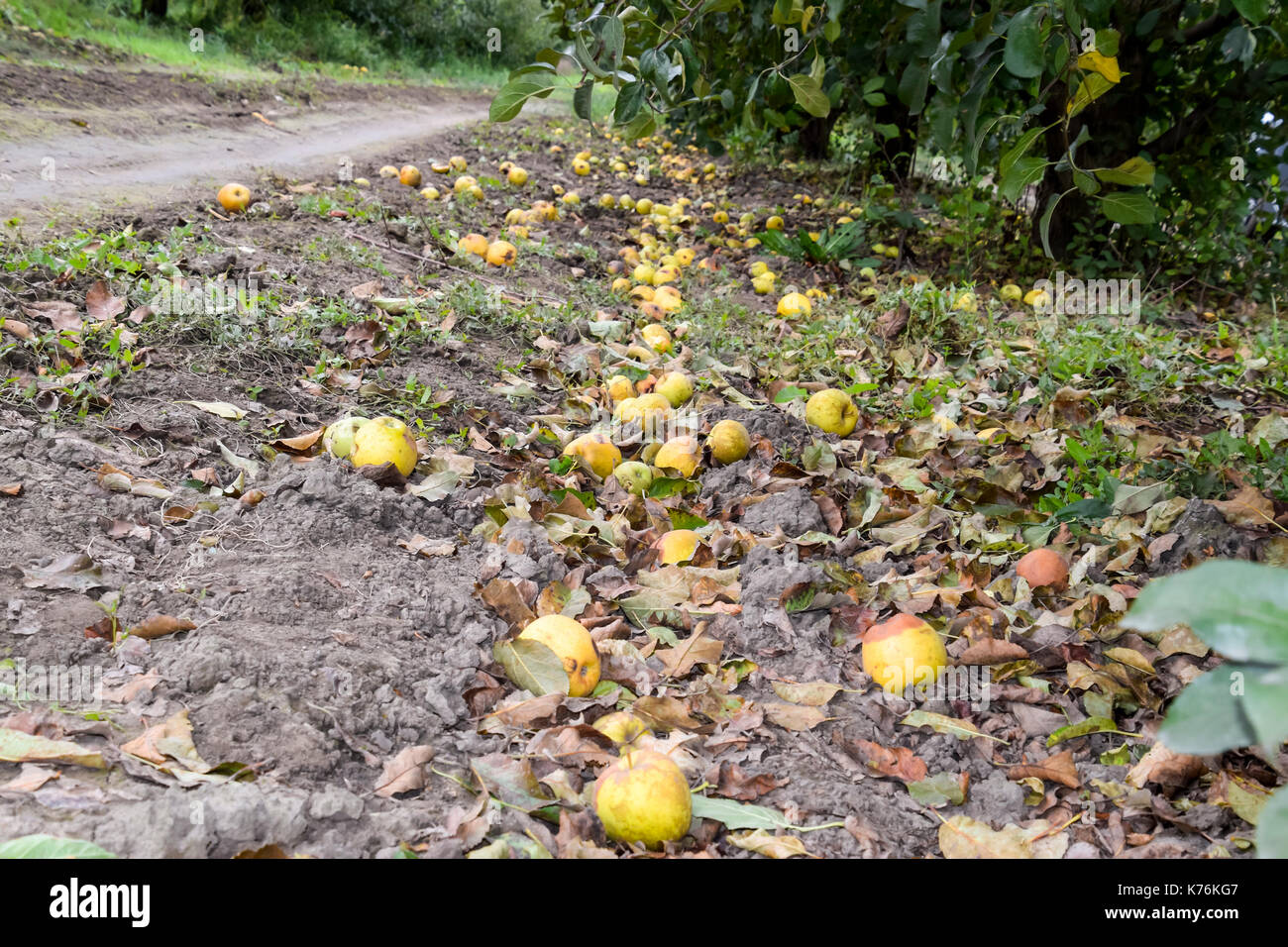 Apple orchard. Rows of trees and the fruit of the ground under the ...