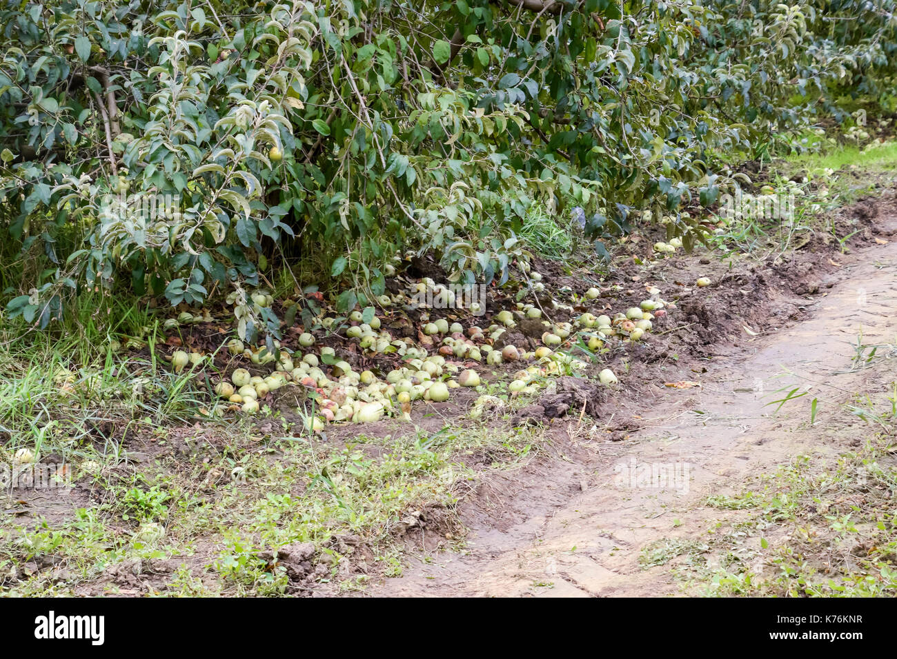 Apple orchard. Rows of trees and the fruit of the ground under the ...