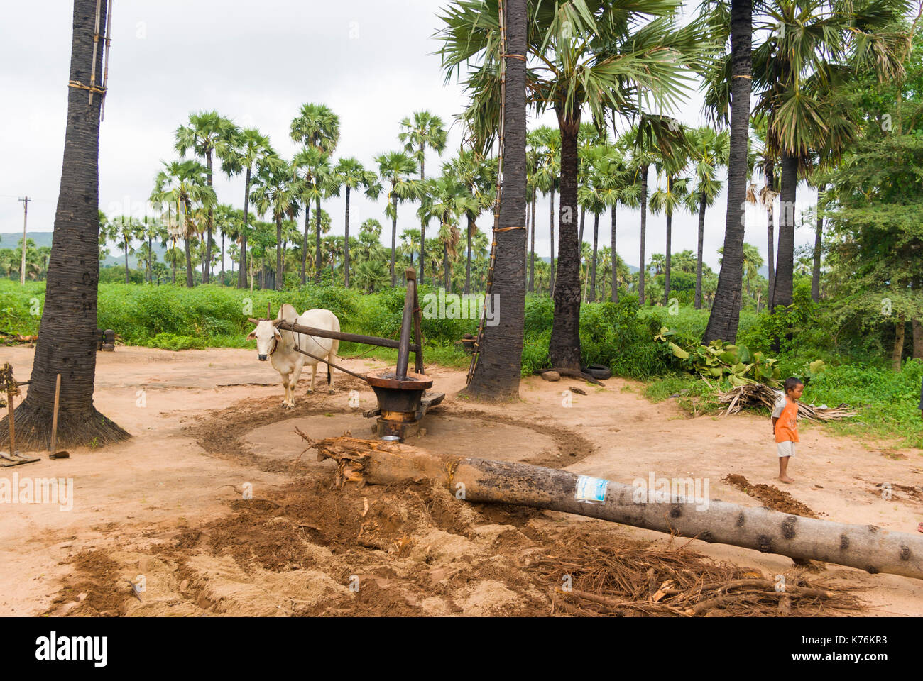 Palm sugar manufacture Stock Photo - Alamy