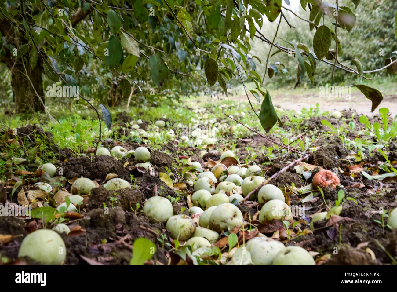 Apple orchard. Rows of trees and the fruit of the ground under the ...