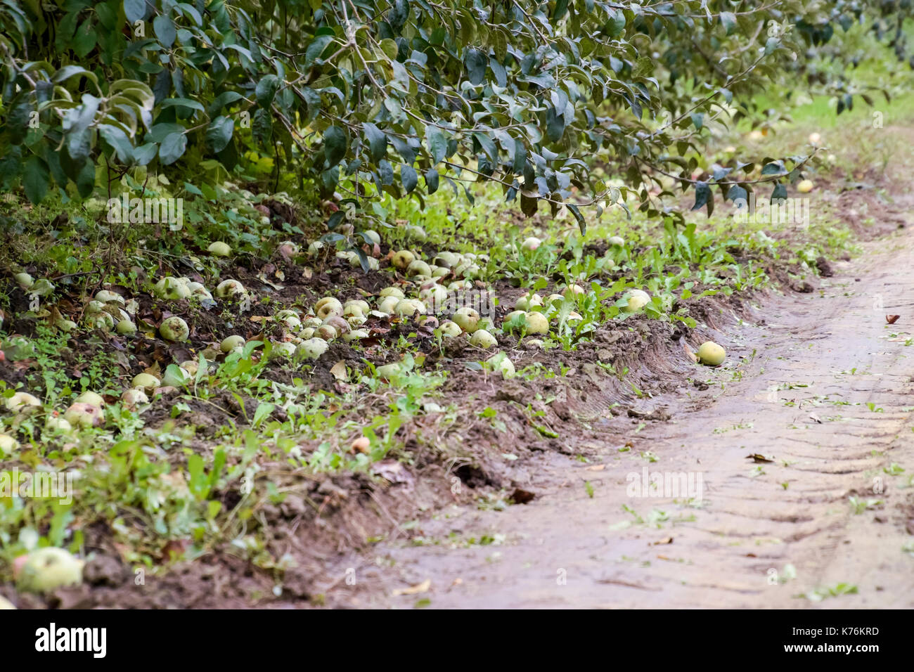 Apple orchard. Rows of trees and the fruit of the ground under the ...