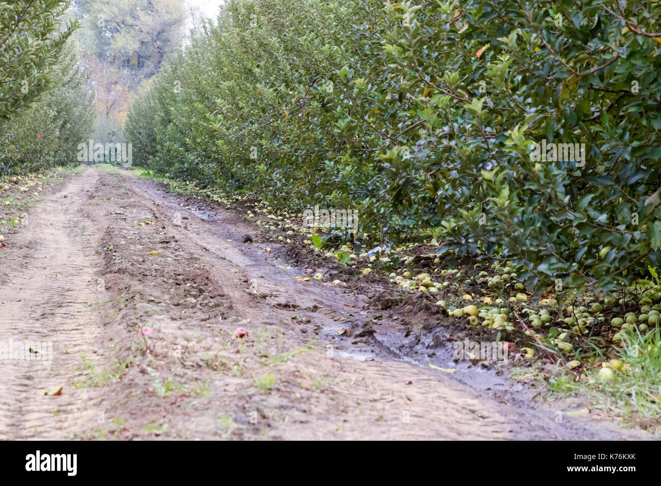 Apple orchard. Rows of trees and the fruit of the ground under the ...