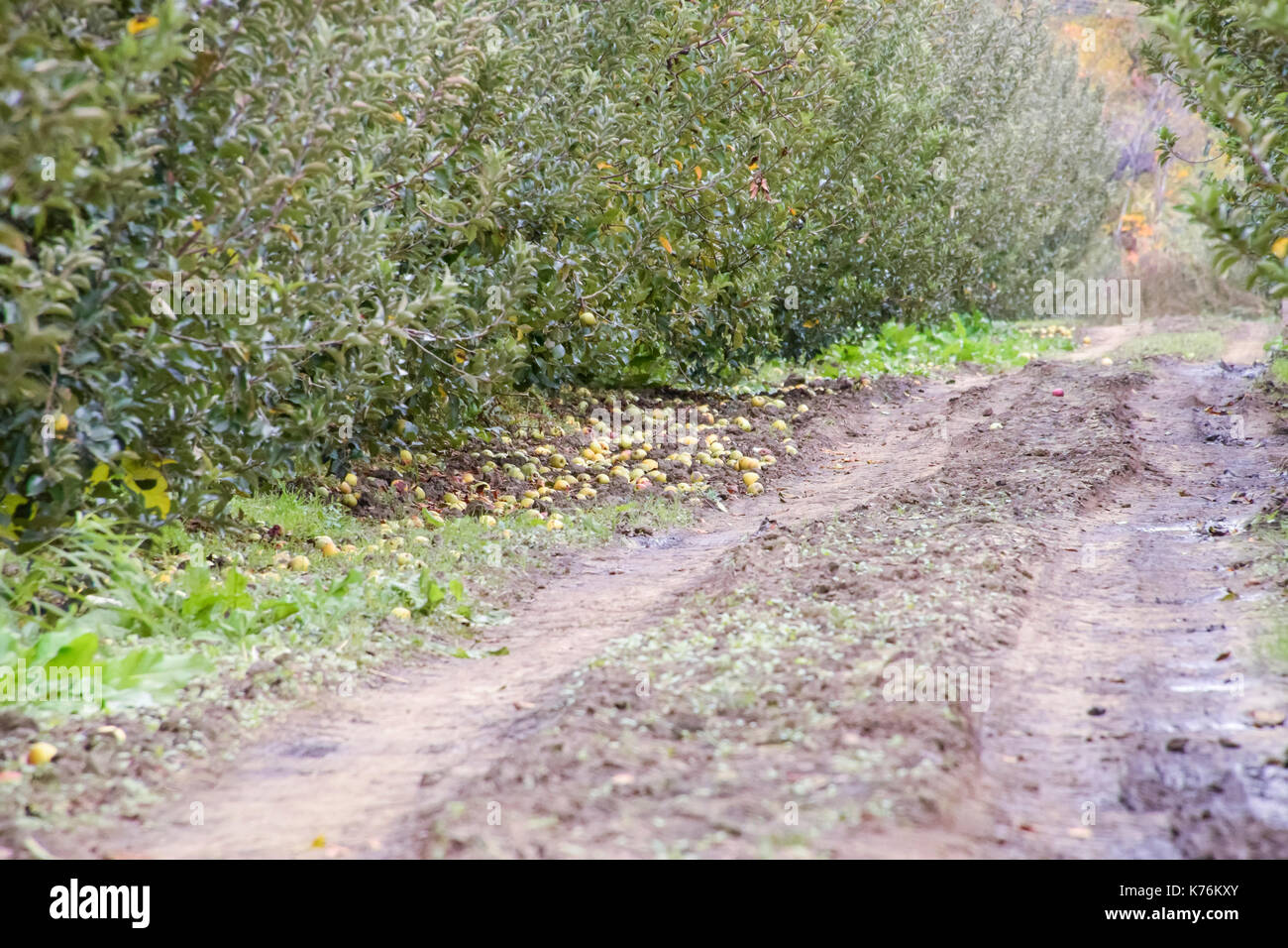 Apple orchard. Rows of trees and the fruit of the ground under the ...