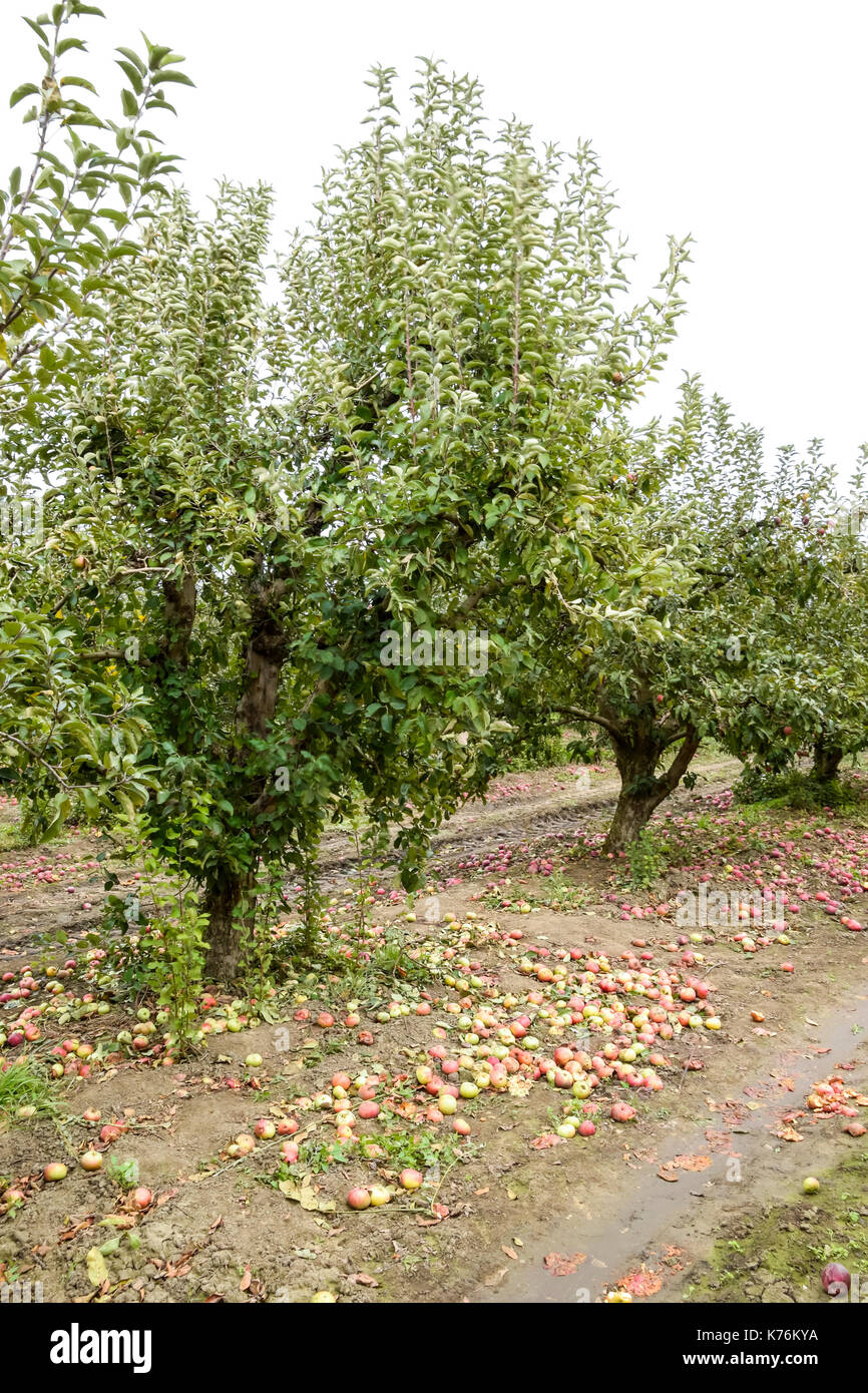 Apple orchard. Rows of trees and the fruit of the ground under the ...