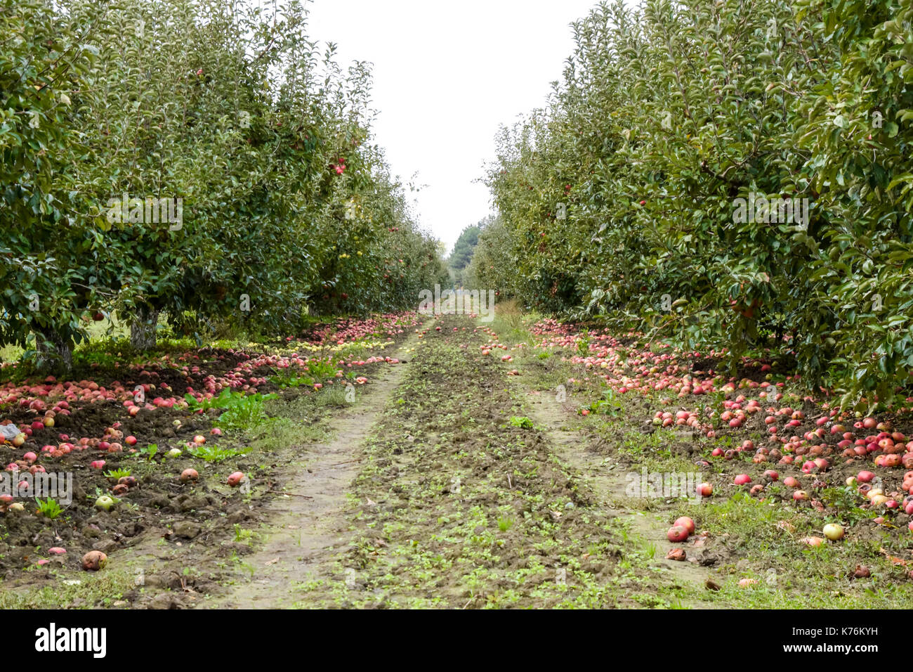 Apple orchard. Rows of trees and the fruit of the ground under the ...