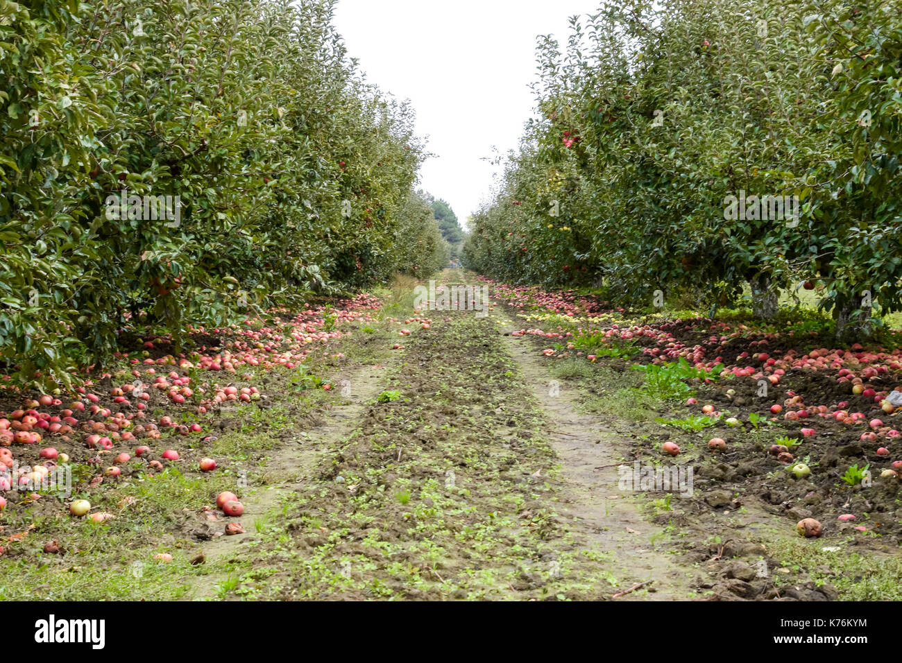 Apple orchard. Rows of trees and the fruit of the ground under the ...