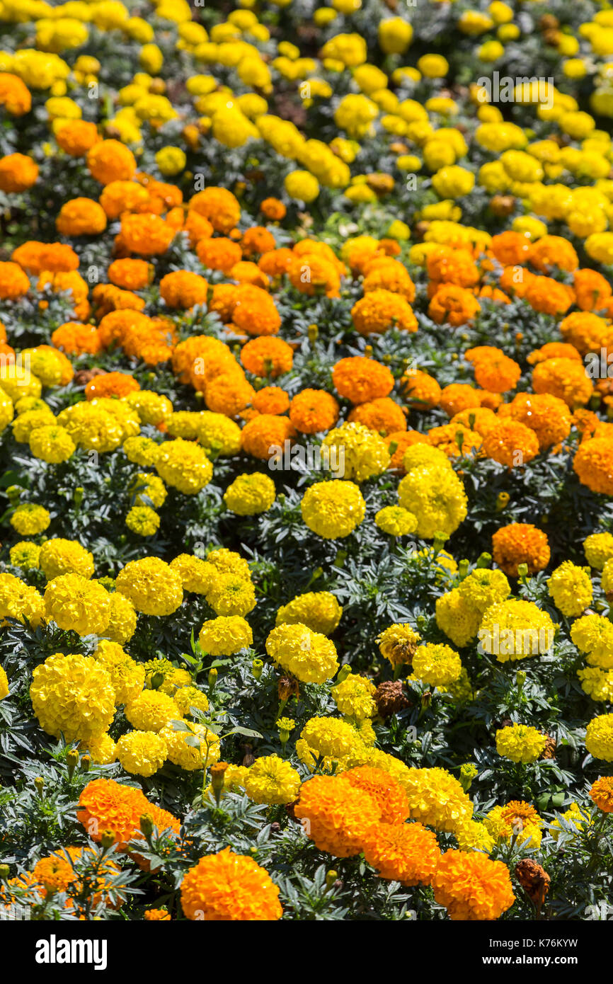 marigolds flowers in different colors in sunny day Stock Photo - Alamy