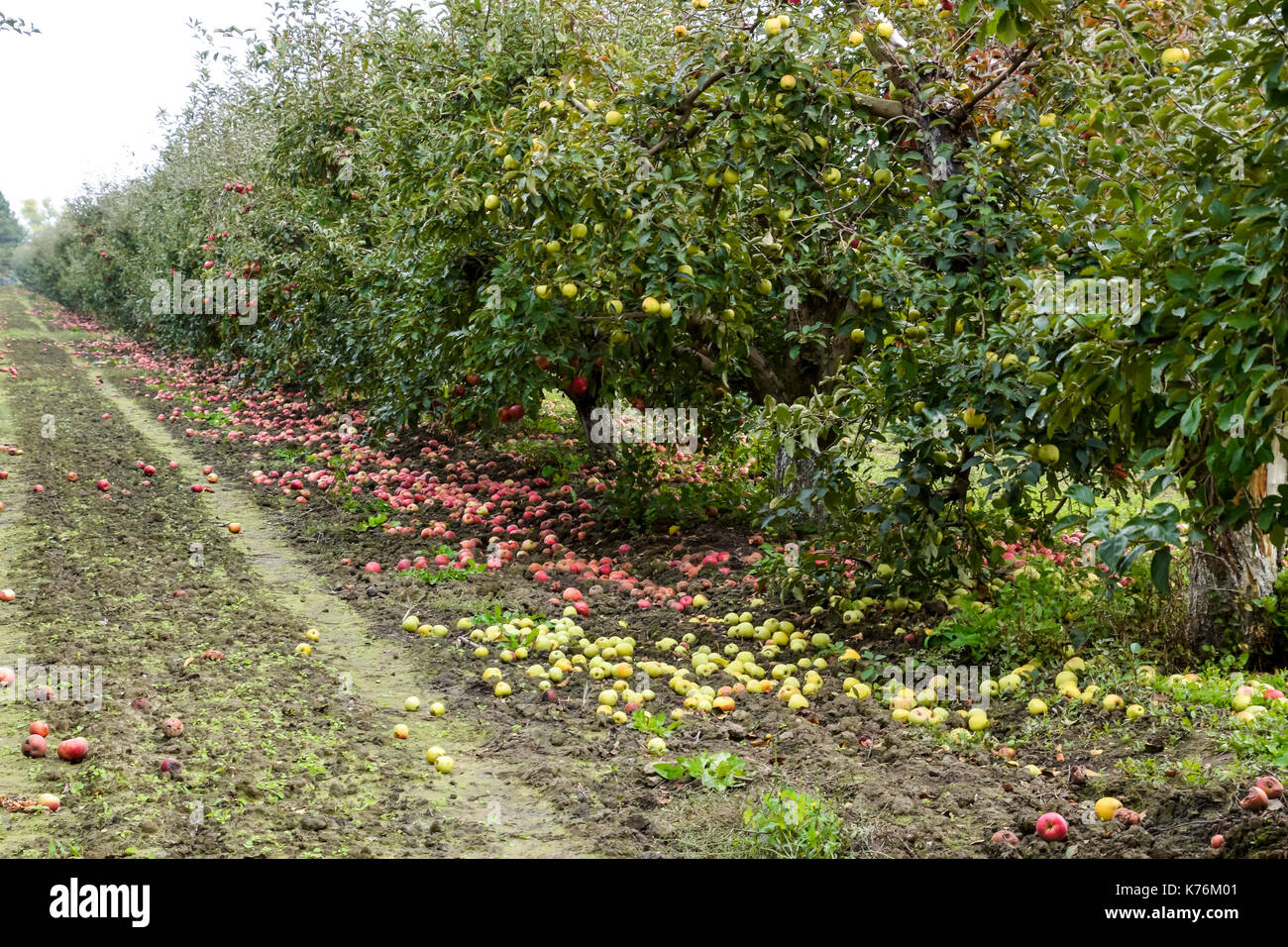 Apple orchard. Rows of trees and the fruit of the ground under the ...