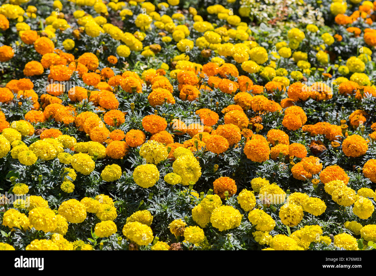 marigolds flowers in different colors in sunny day Stock Photo - Alamy