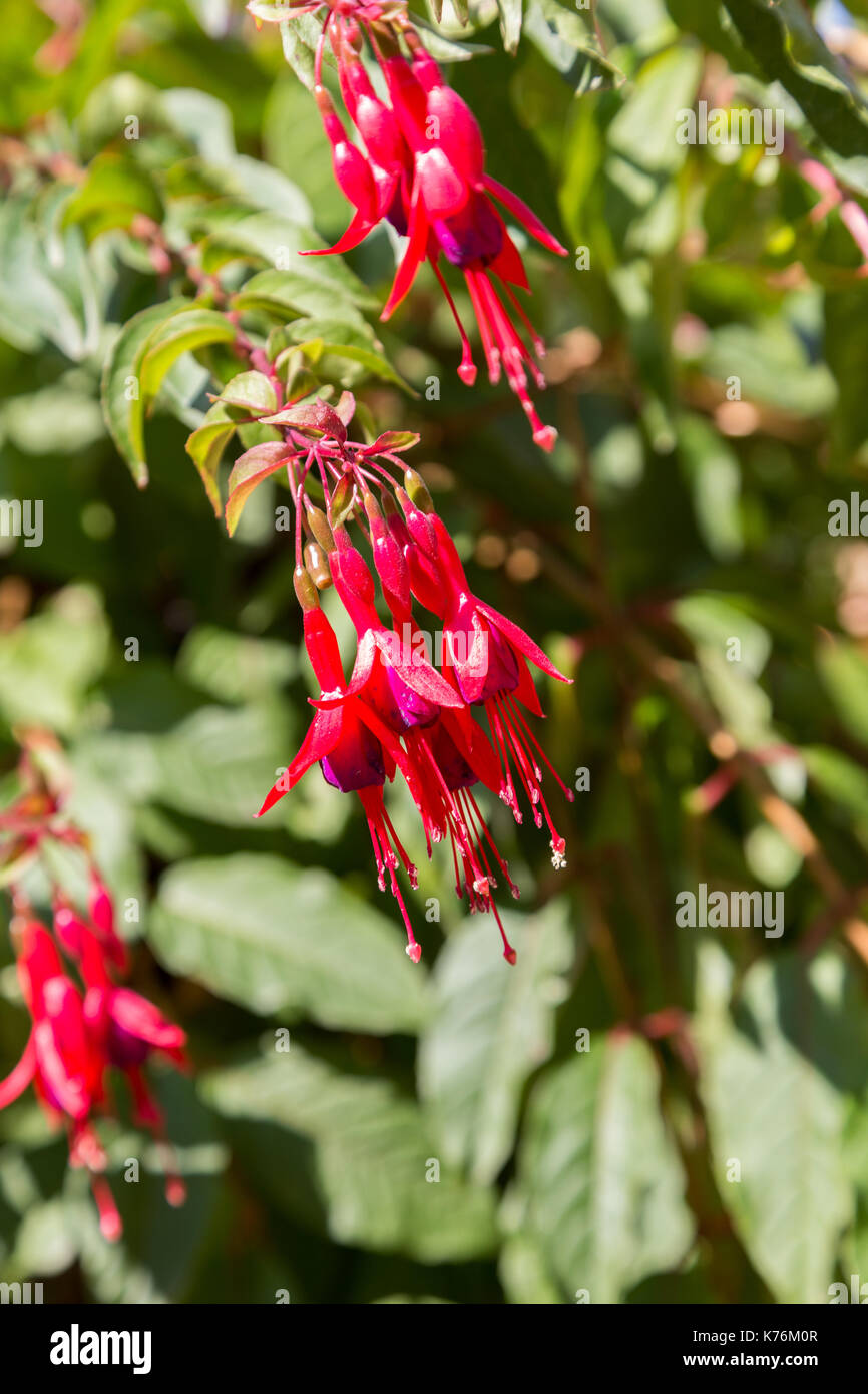 Hanging pink fuchsias hi-res stock photography and images - Alamy