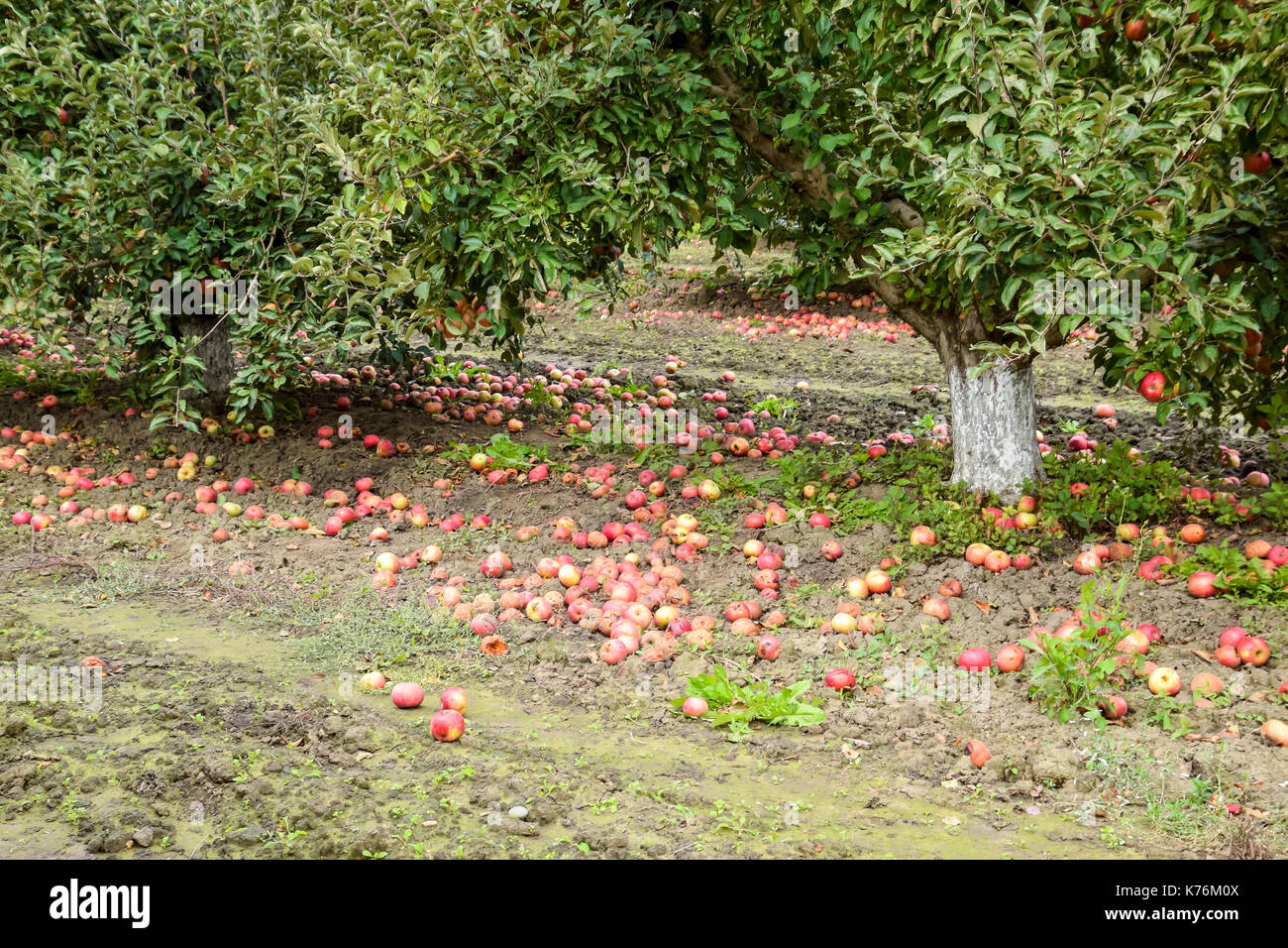 Apple orchard. Rows of trees and the fruit of the ground under the ...