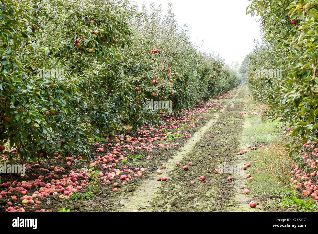Apple orchard. Rows of trees and the fruit of the ground under the ...