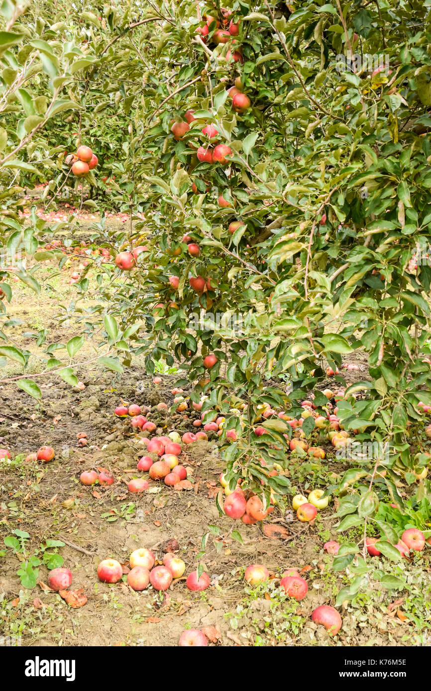 Apple orchard. Rows of trees and the fruit of the ground under the ...