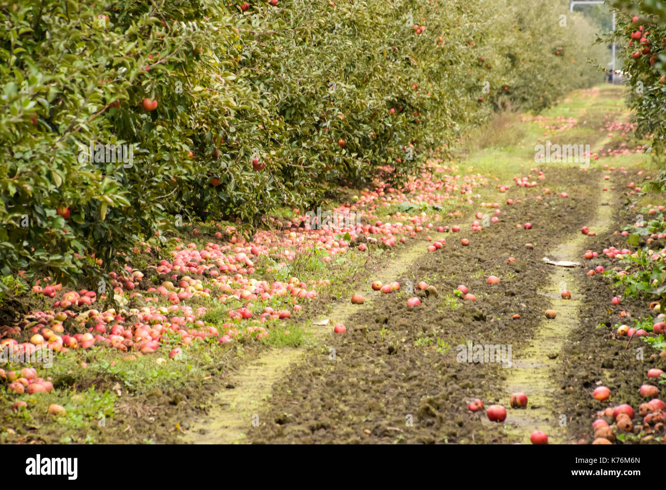 Apple orchard. Rows of trees and the fruit of the ground under the ...