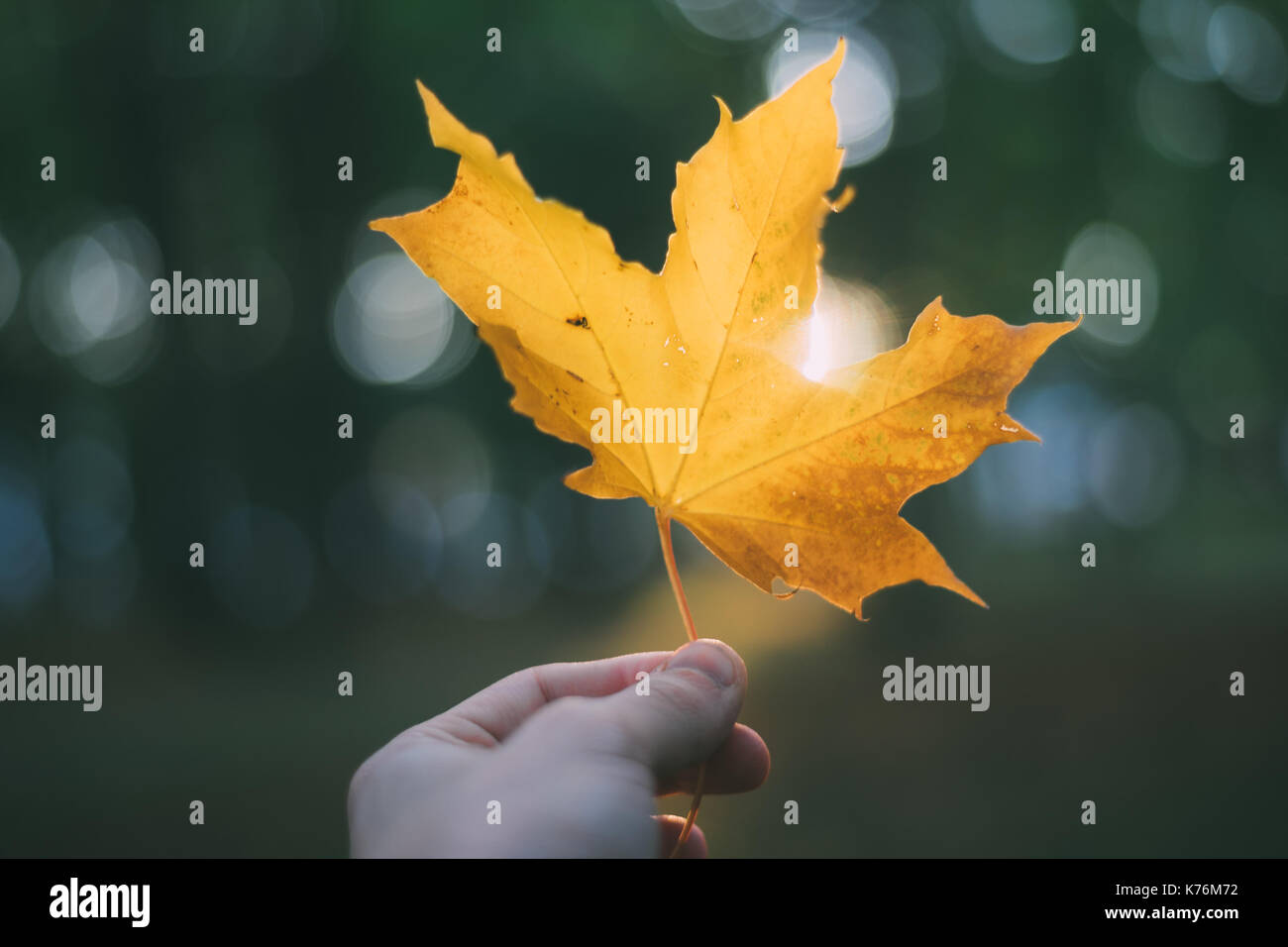 Hand holding maple leaf hi-res stock photography and images - Alamy