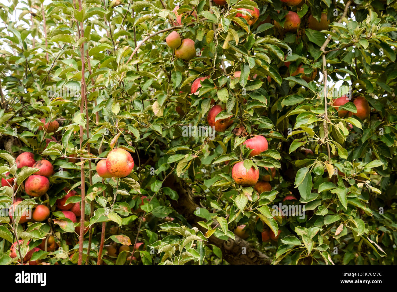 Apple orchard. Rows of trees and the fruit of the ground under the ...