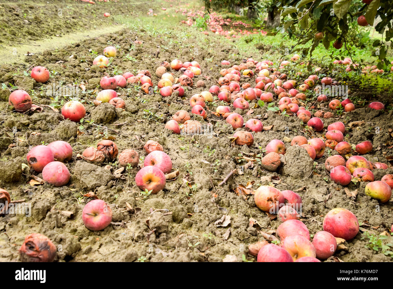 Apple orchard. Rows of trees and the fruit of the ground under the ...