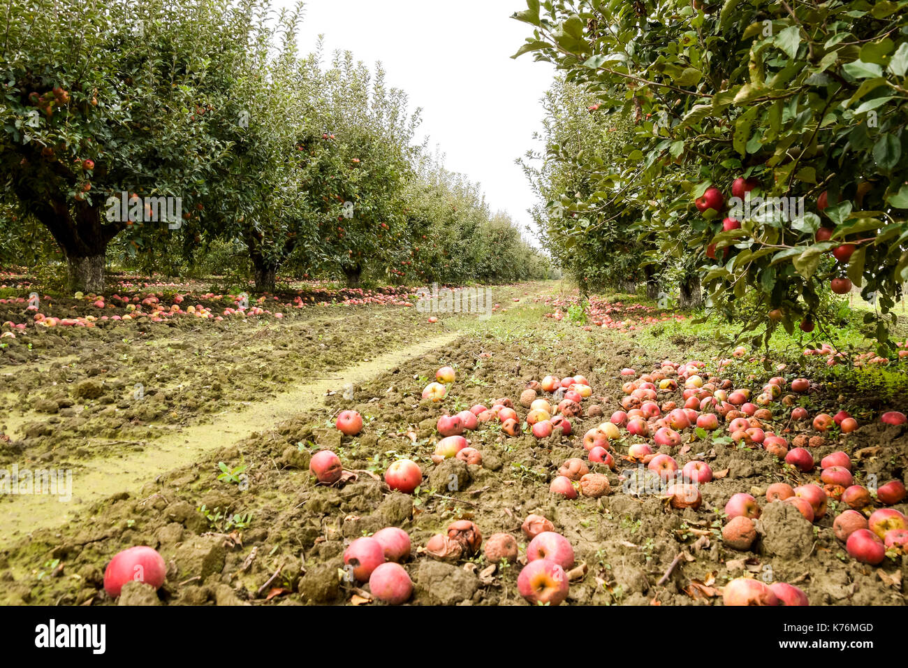 Apple orchard. Rows of trees and the fruit of the ground under the ...