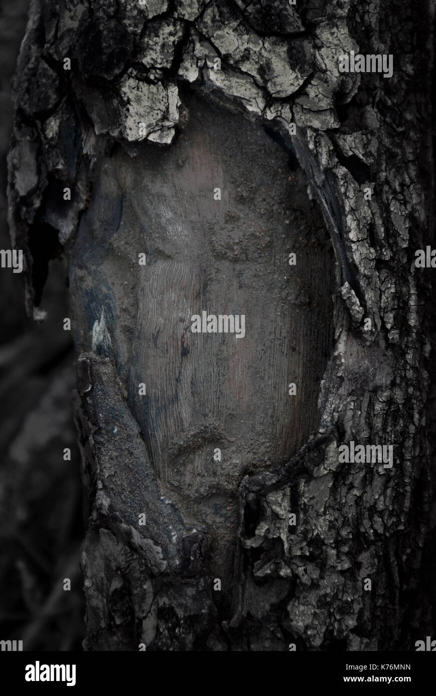 Face in the tree Stock Photo - Alamy